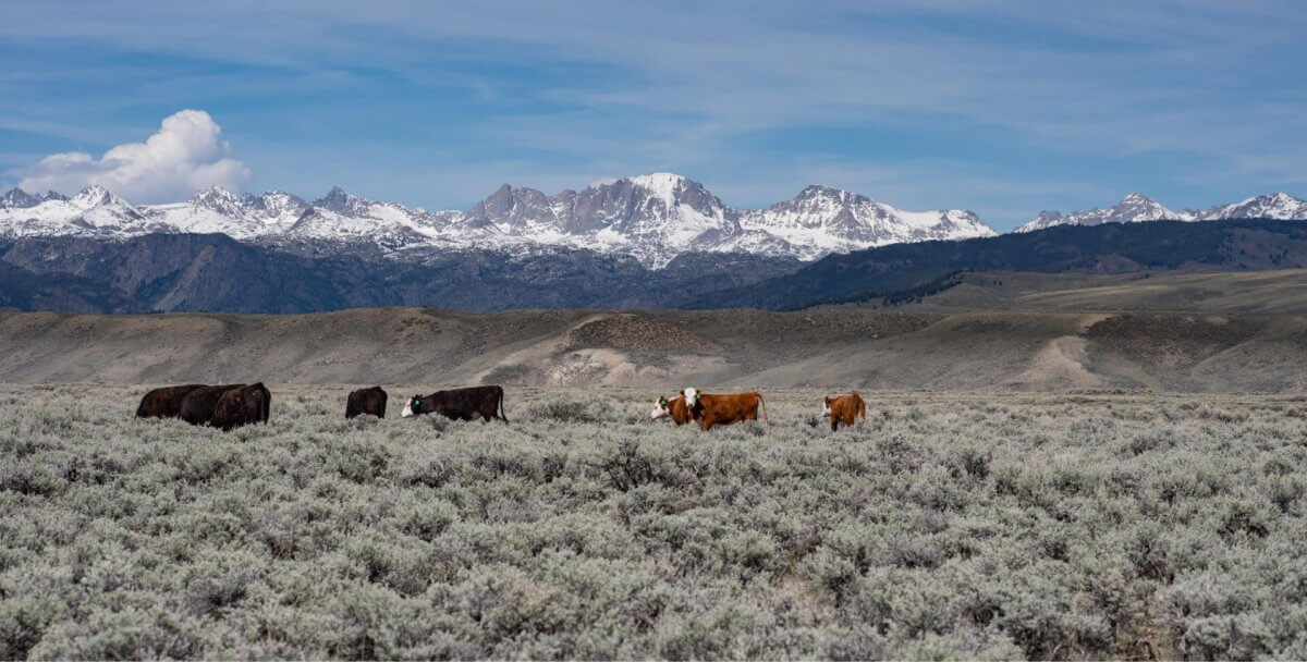About Us - Jackson Hole Land Trust