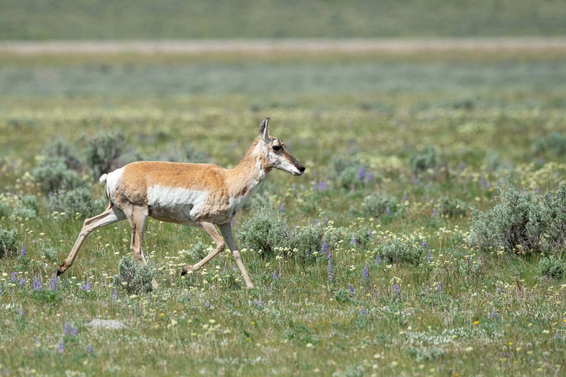 What We Do - Jackson Hole Land Trust