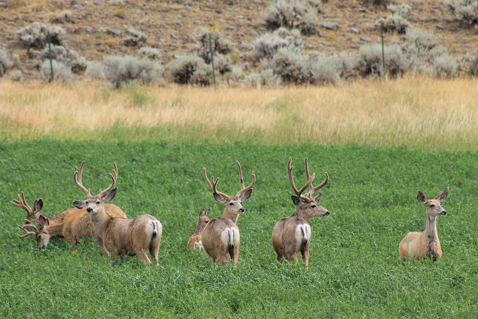 Park County Open Lands - Jackson Hole Land Trust