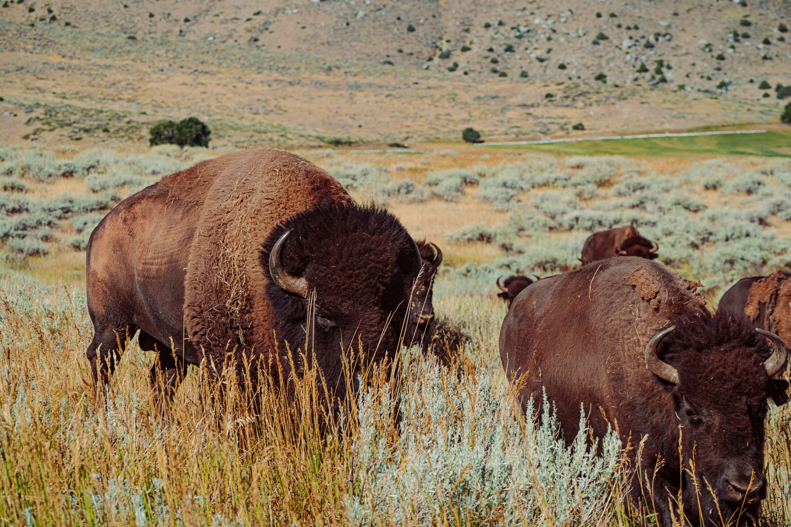 A Conservation Milestone for the Wind River Tribal Buffalo Initiative ...